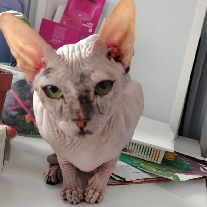 Канадский сфинкс котёнок