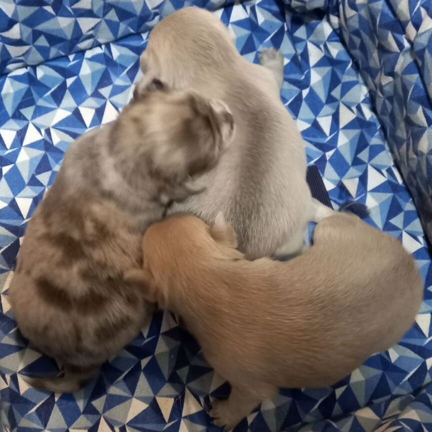 Щенки чихуахуа мини