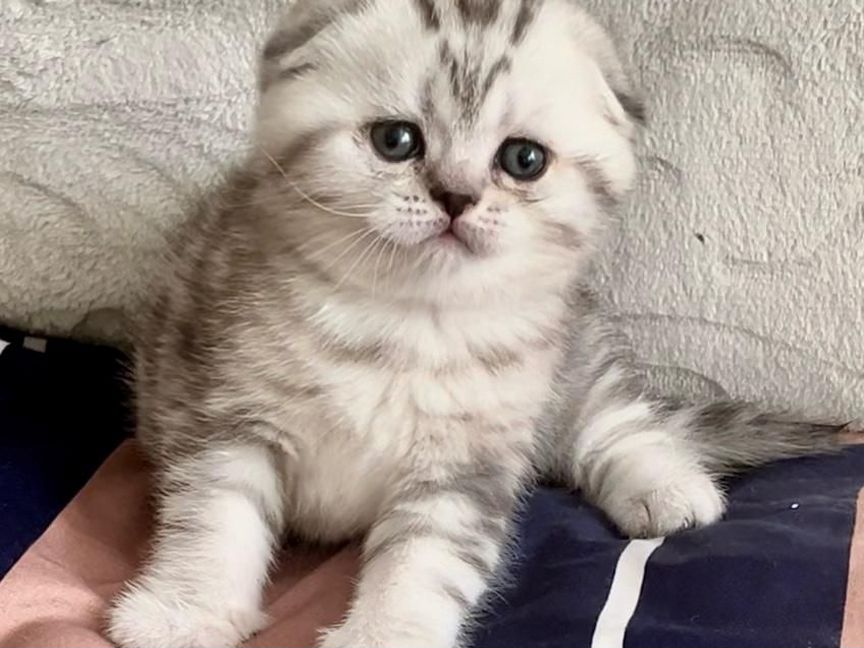 Шотландские котята из питомника