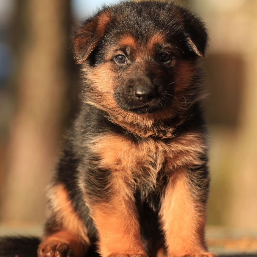 Щенок немецкой овчарки