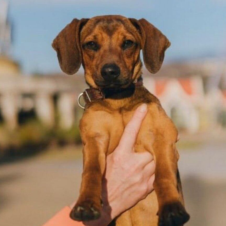 Щенок в добрые руки