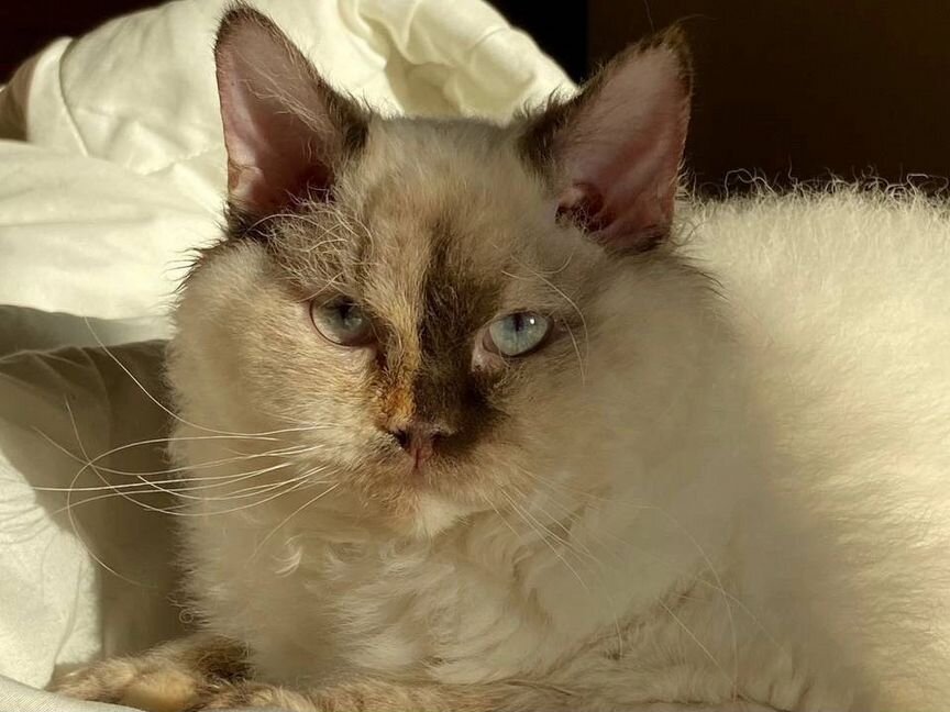 Кошка в добрые руки