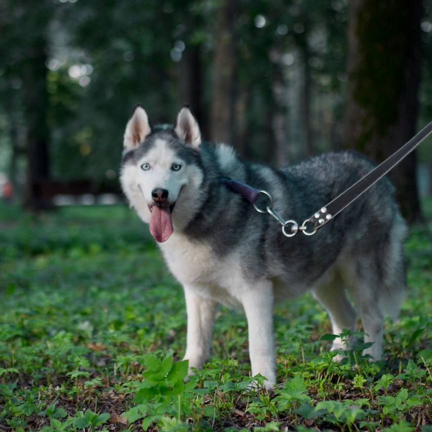 Сибирский хаски Сантьяго в добрые руки