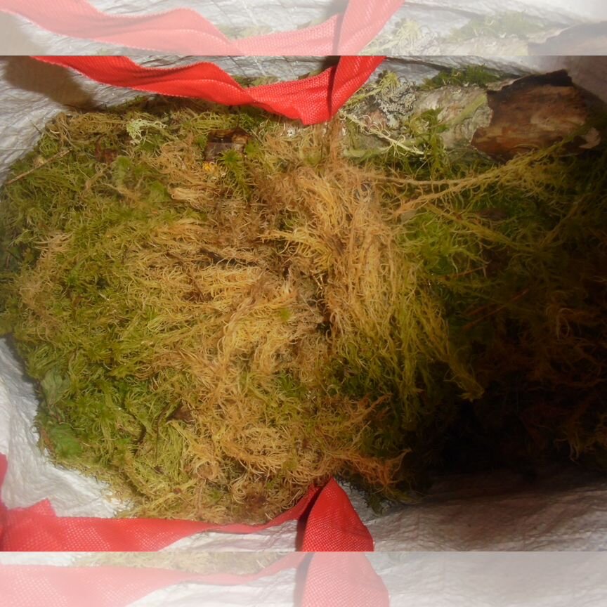 Мох сфагнум живой