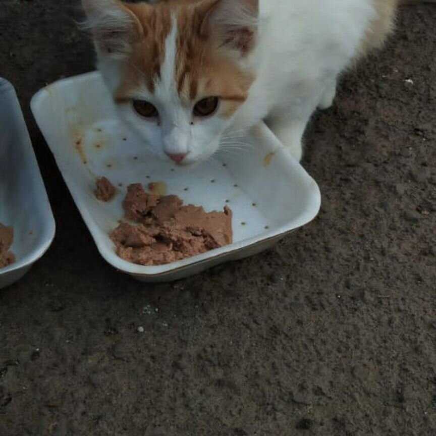 Котенок