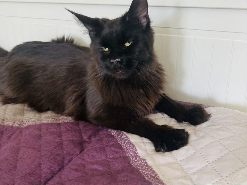 Мейн-кун котенок 8 мес