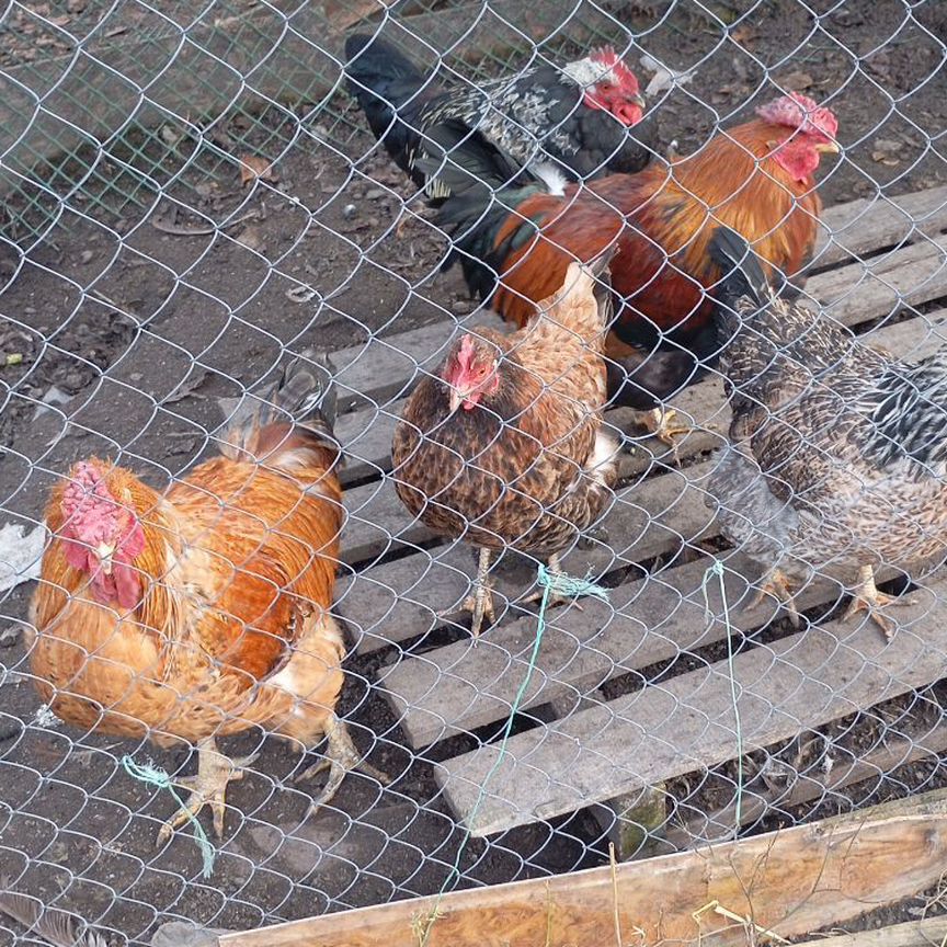 Куры домашние (старые)