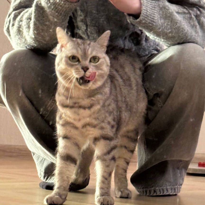 Британский короткошёрстный котёнок