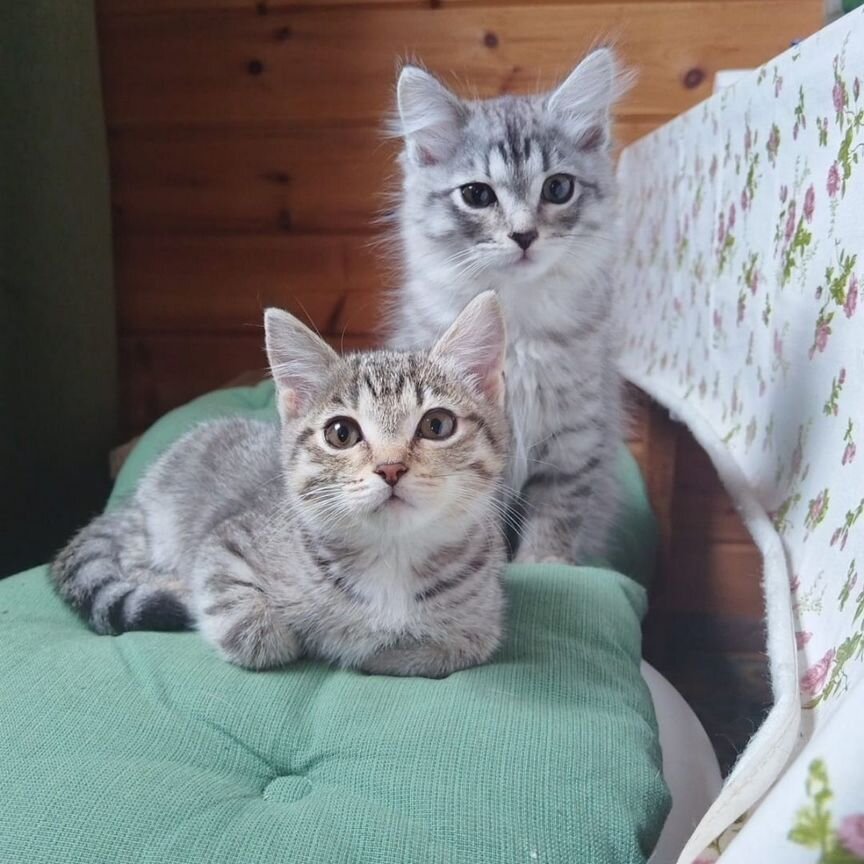 Котёночек, пушистик, мальчик. В добрые руки)