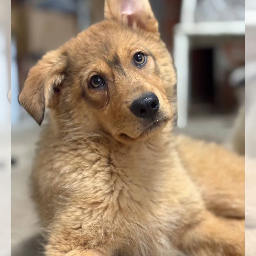 Щенок в добрые руки