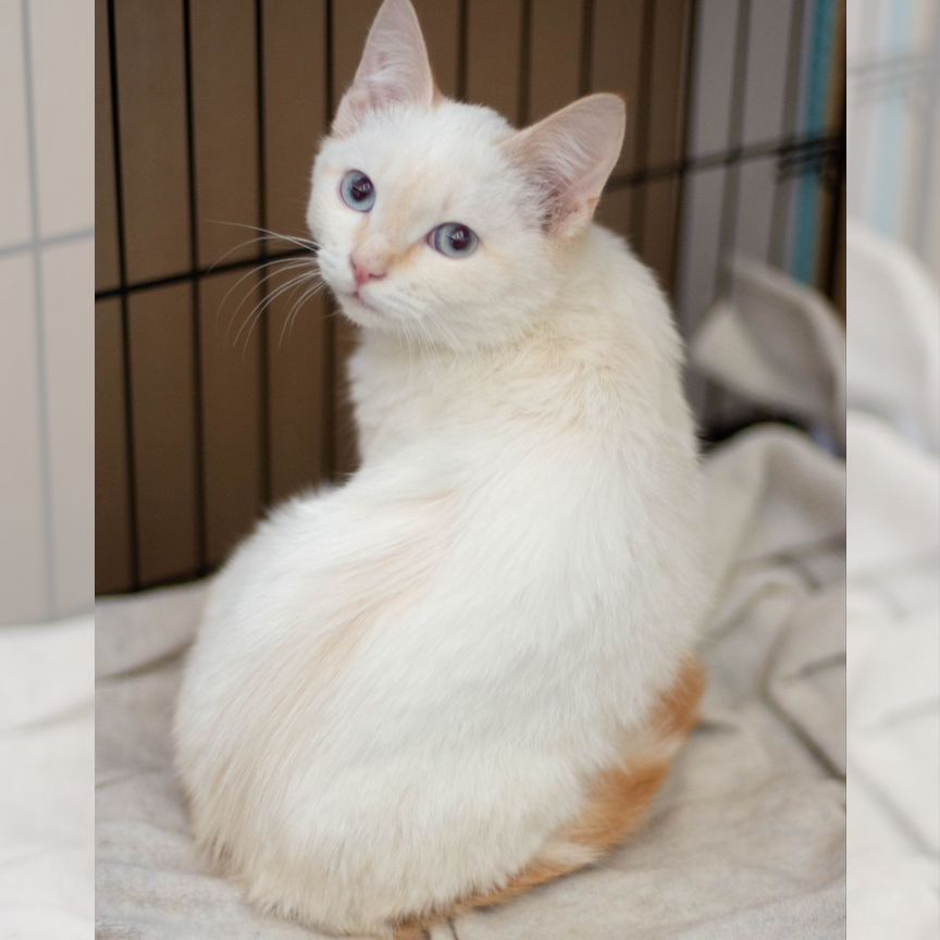 Котёнок ищет дом