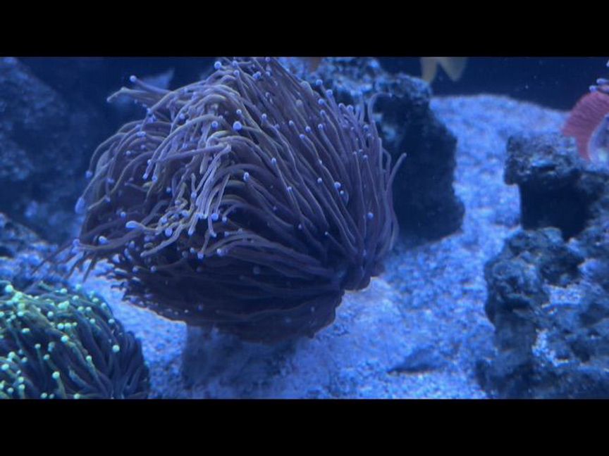 Эуфиллия Голд Торч