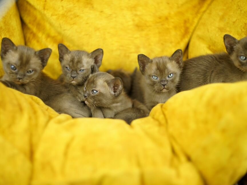 Бурманские малыши