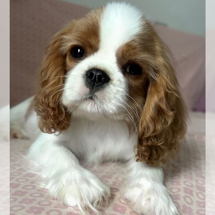 Кавалер кинг-чарльз-спаниель, щенок