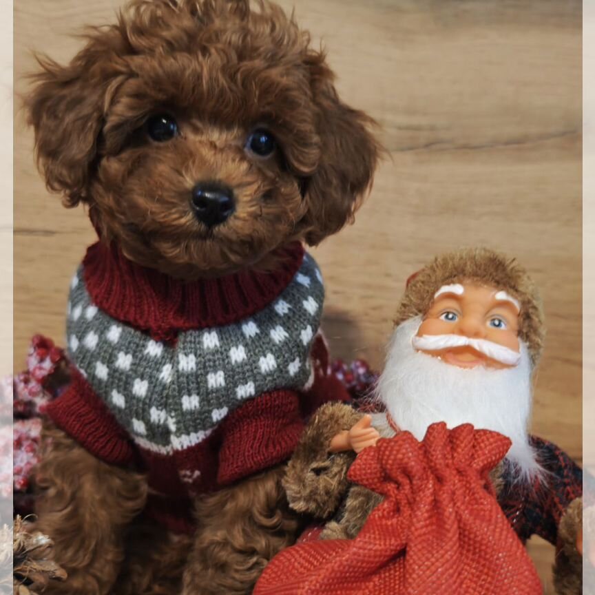 Той-пудель, щенок