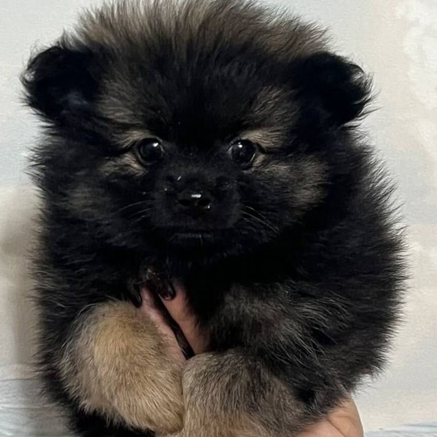 Померанский шпиц, щенок