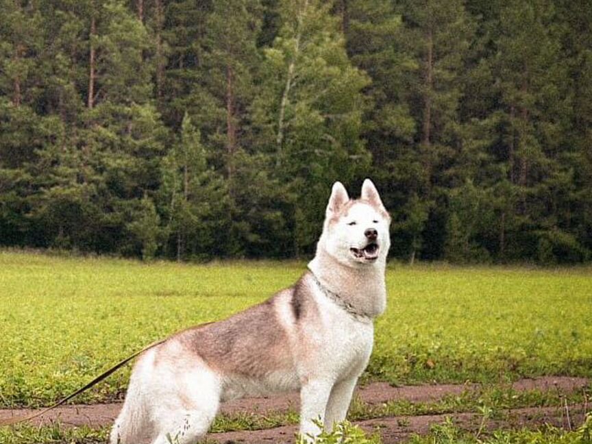 Вязка