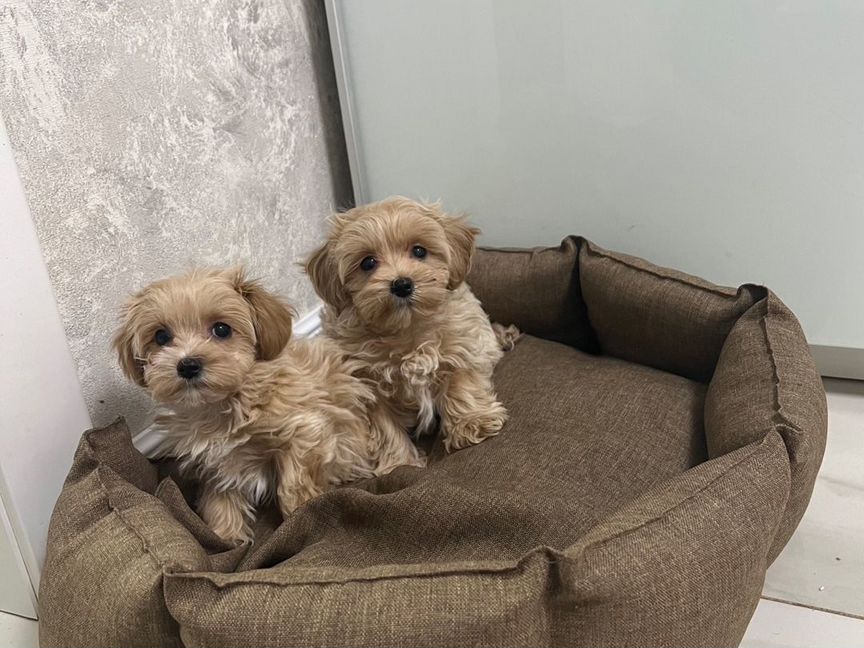 Мальтипу Ф1 малыши мини и микро мальчик и девочка