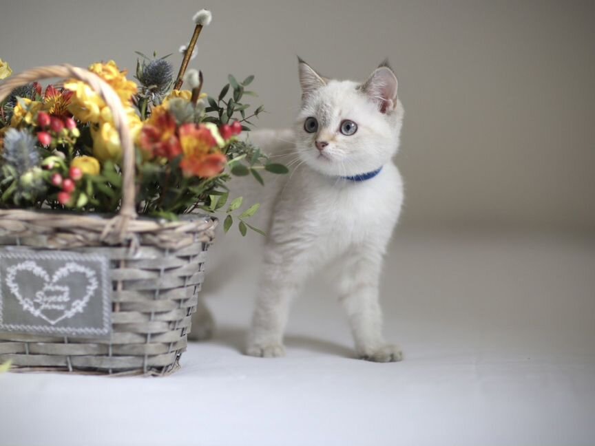 Котенок шотландский серебристая шиншилла