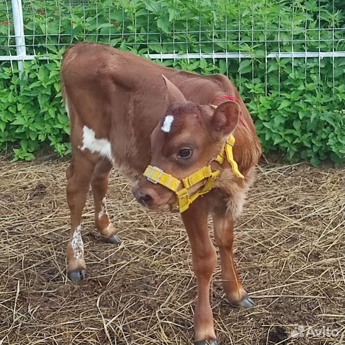 Джерсейско - ацширская телка