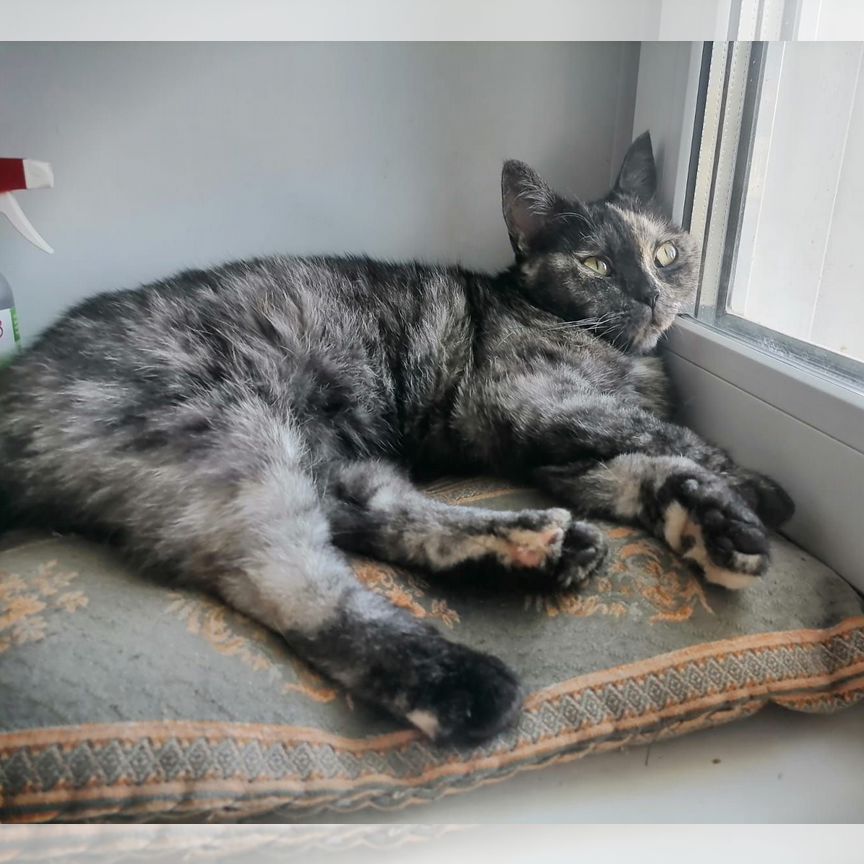 Кошка в дар бесплатно