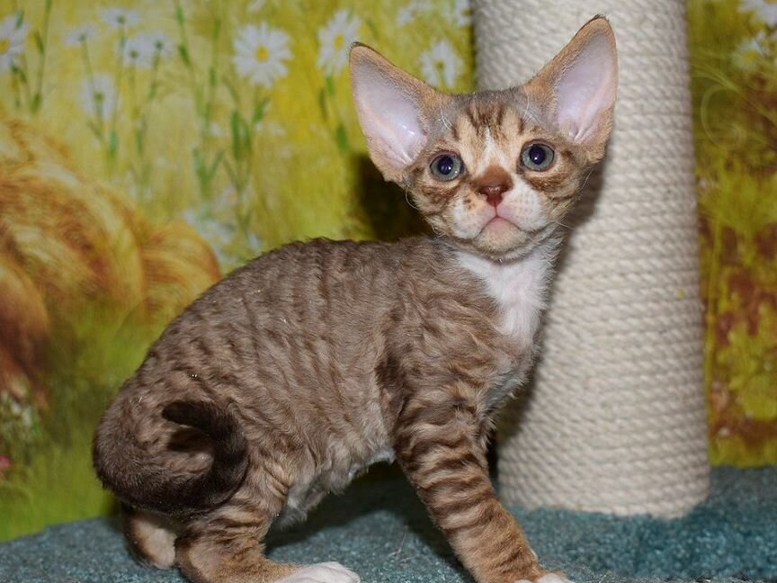 Шоколадный мальчик