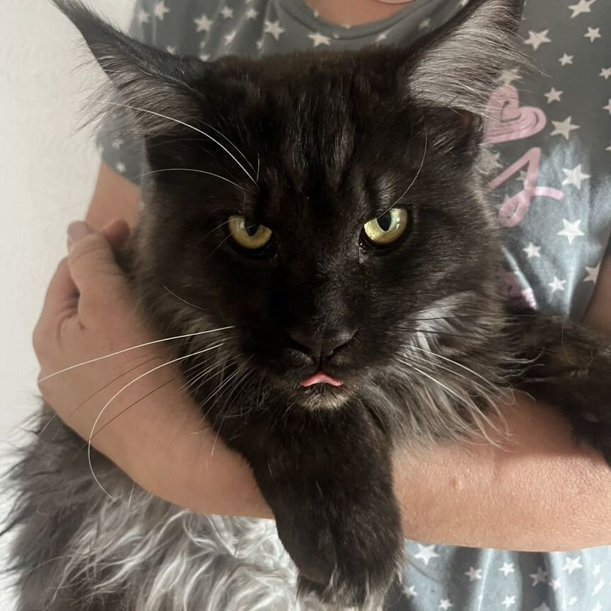 Мейкун котенок