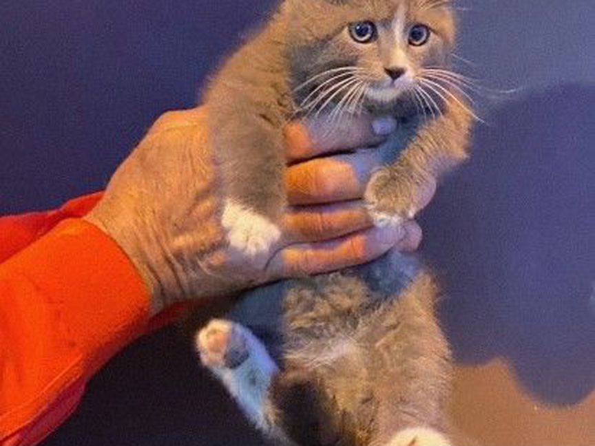 Котенок-мальчик в добрые руки