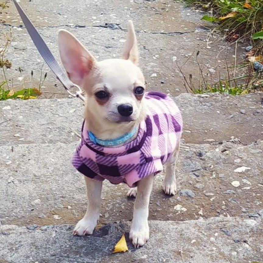 Мальчишка чихуахуа