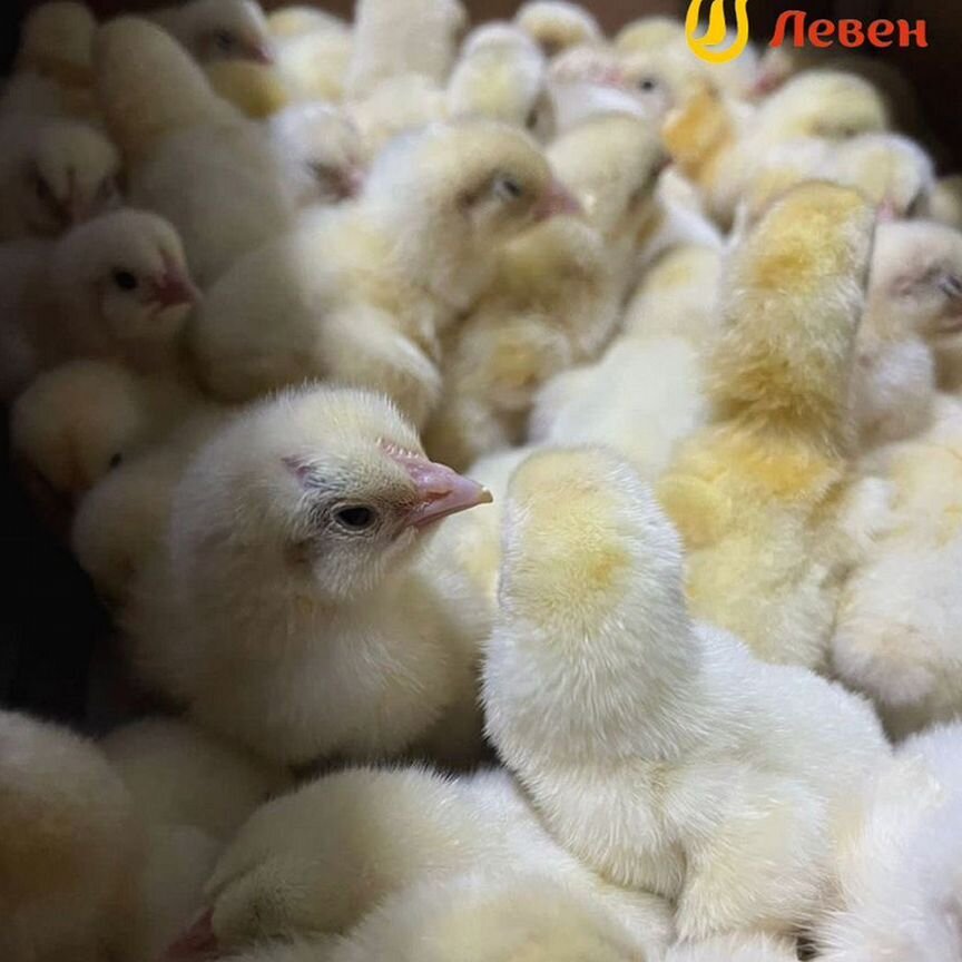 Цыплята суточные бройлеры кобб-500