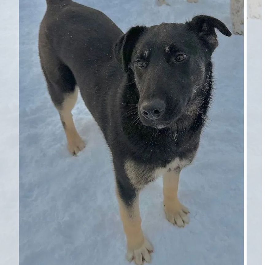 Взрослый пёс в добрые руки