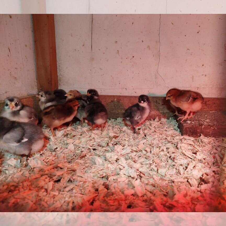 Цыплята доминант д104 и д107