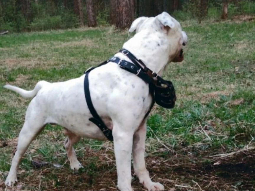 Американский бульдог в дар