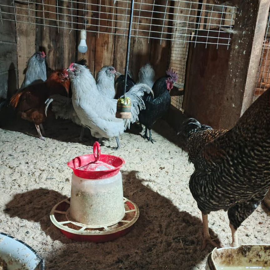 Продам петуха