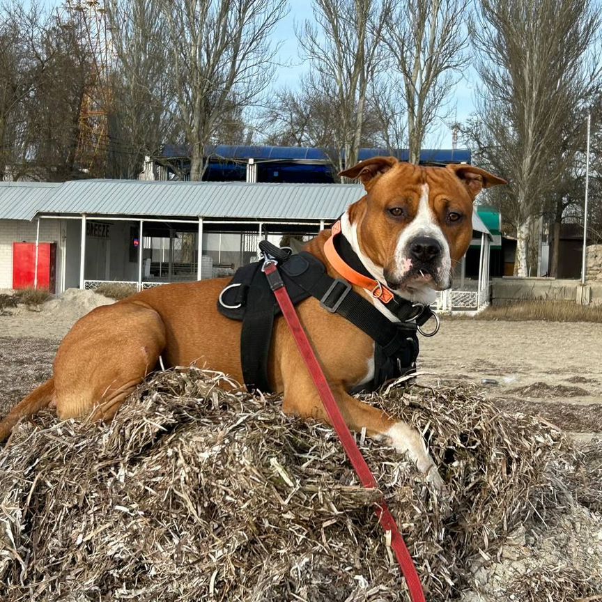 Амстафф вязка