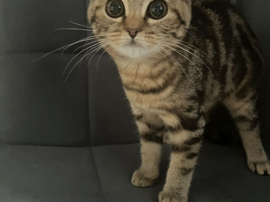 Шотландская кошка