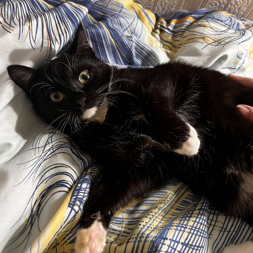 Сибирский котёнок