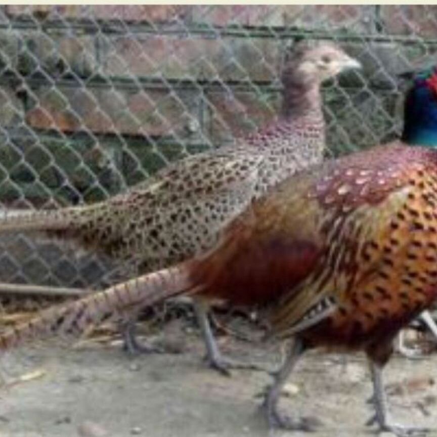 Фазан охотничий