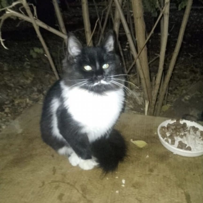 Котики бесплатно
