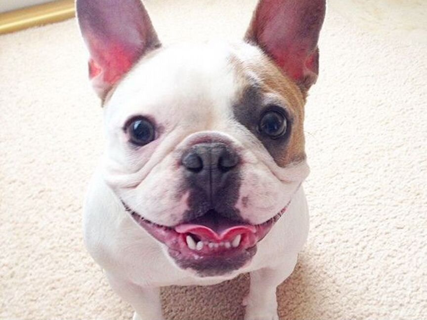 Французский бульдог