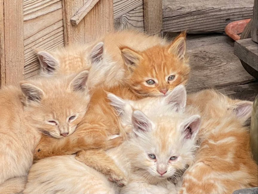 Котята мейн-кун