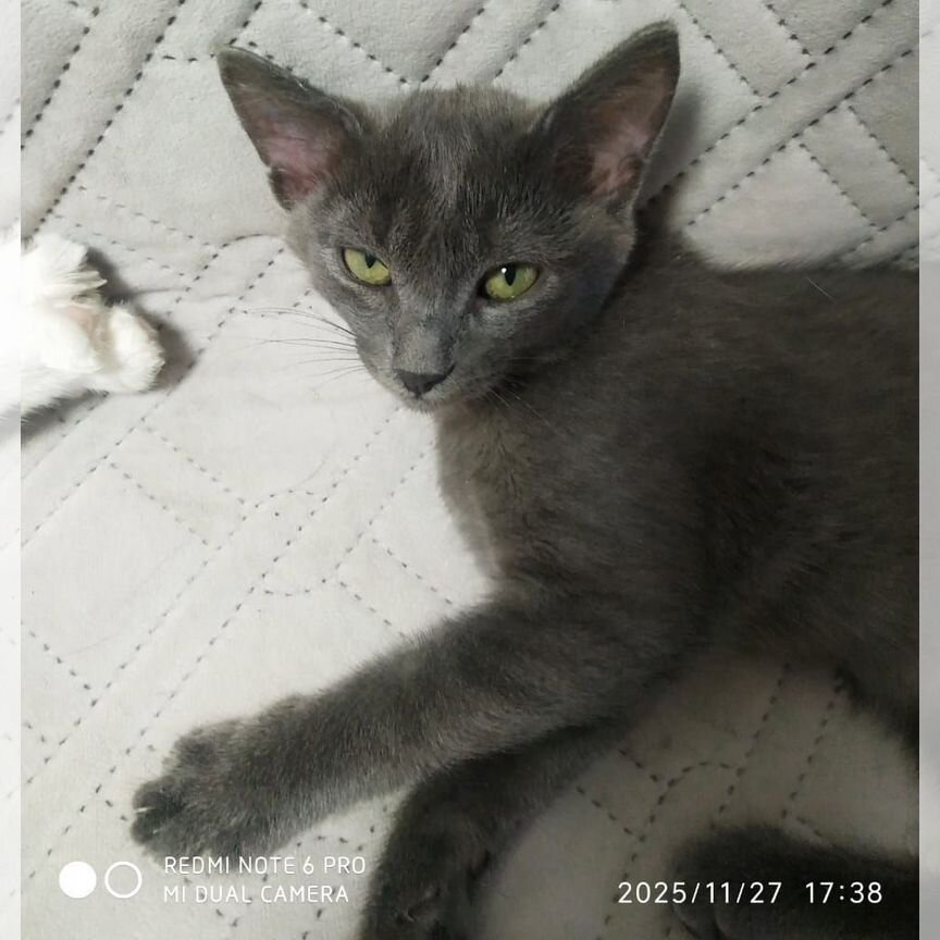 Британский короткошёрстный котёнок