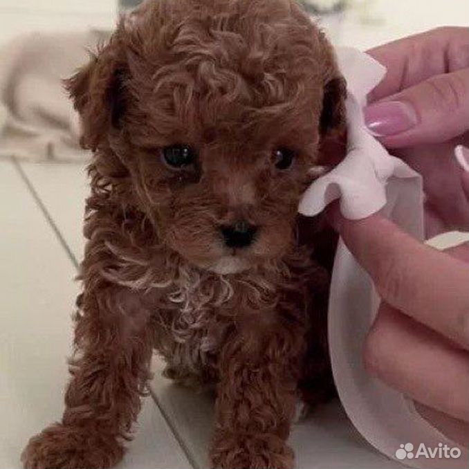 Мальтипу микро девочка тикап Корея