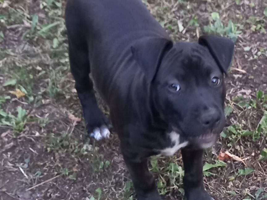 Продаются щенки амстаффа