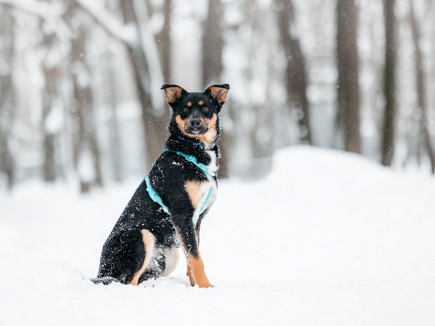 Деймонд - настоящий бриллиант