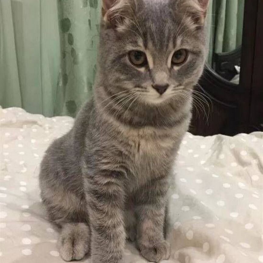 Котята