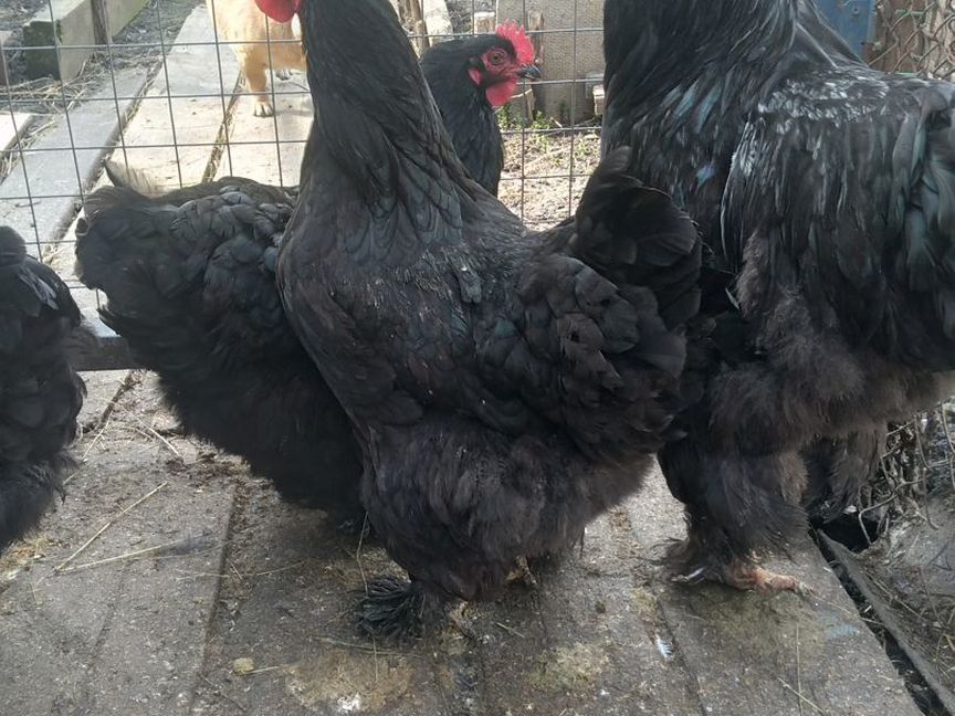 Куры и петухи