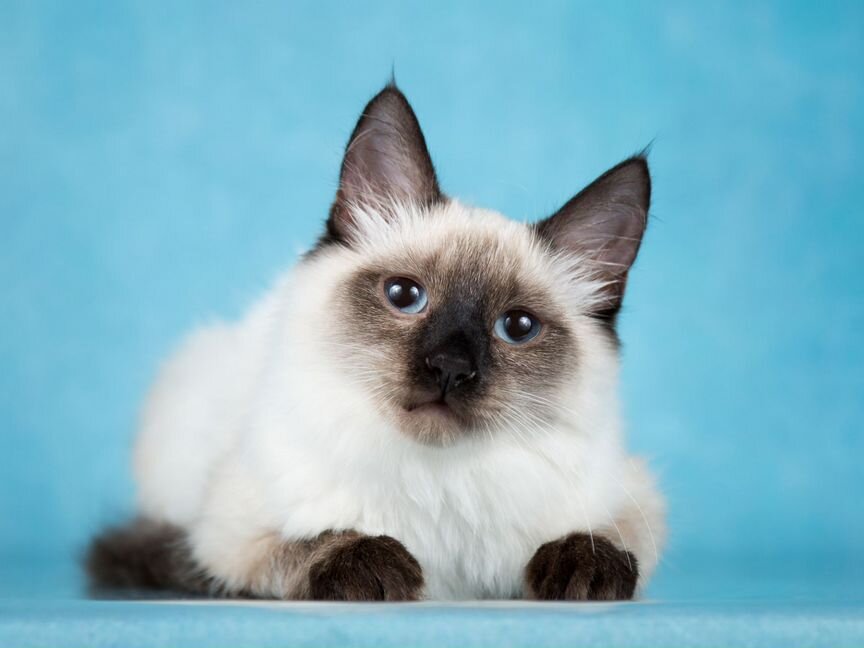 Котёнок Вафелька в добрые руки