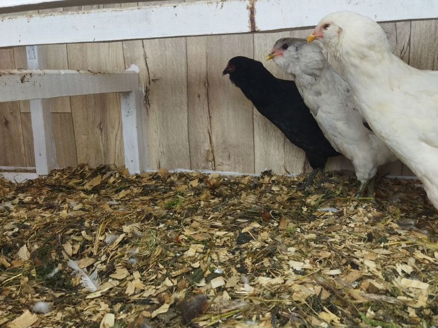 Молодые петушки