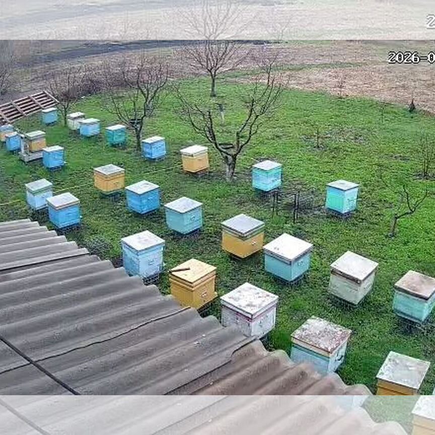 Продам пчелосемьи воронежская область
